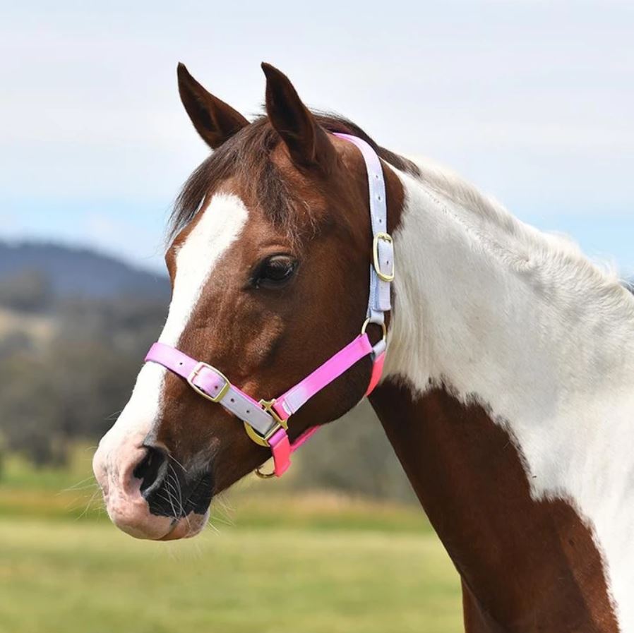 Halters and Leads
